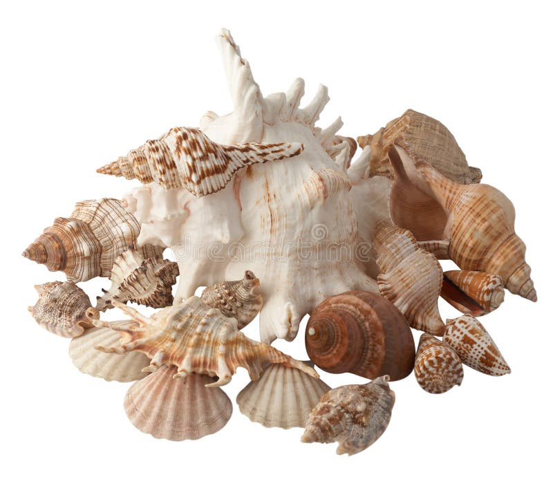 Group of Seashells Isolated on White Background Stock Photo - Image of ...