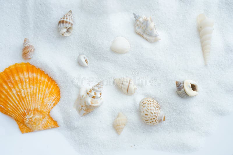 A Group of Seashells Pattern on White Background. Summer Concept. Flat ...