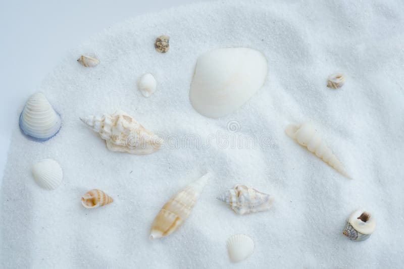A Group of Seashells Pattern on White Background. Summer Concept. Flat ...