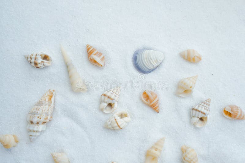 A Group of Seashells Pattern on White Background. Summer Concept. Flat ...