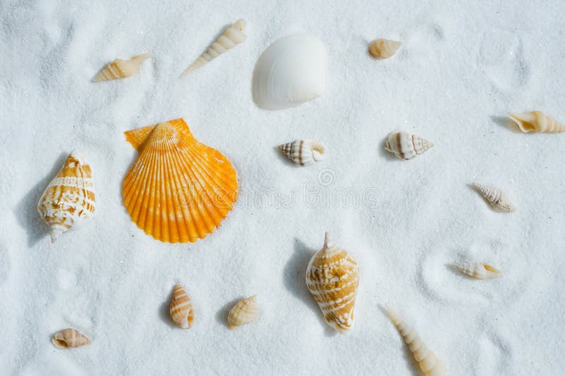 A Group of Seashells Pattern on White Background. Summer Concept. Flat ...