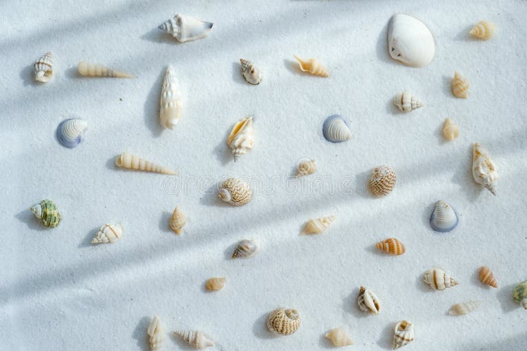 A Group of Seashells Pattern on White Background. Summer Concept. Flat ...