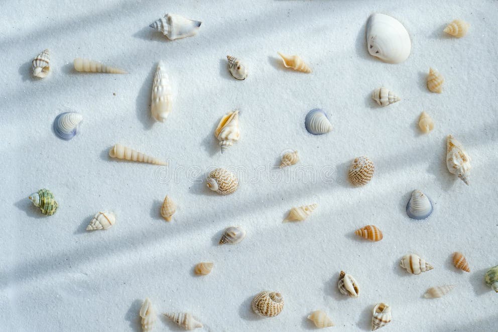 A Group of Seashells Pattern on White Background. Summer Concept. Flat ...
