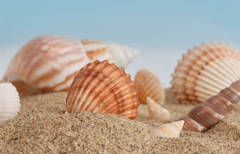 Group of seashells in sand stock photo. Image of recreation - 108213690