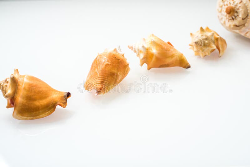 Group of seashells stock photo. Image of macro, pattern - 17833922