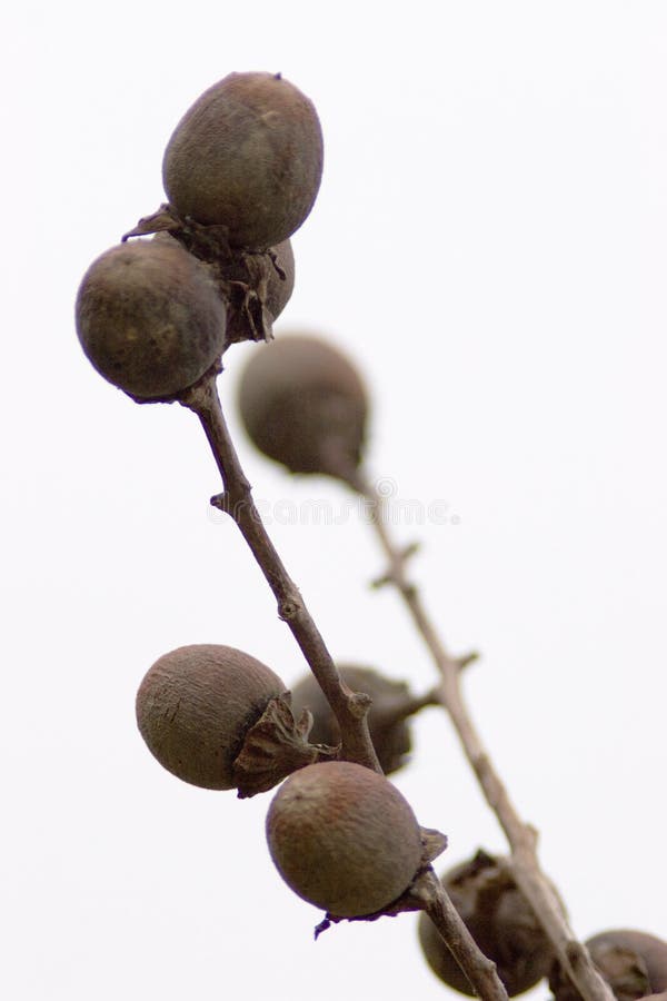 Pods of ash tree stock image. Image of autumn, tree, fraxinus - 27763175