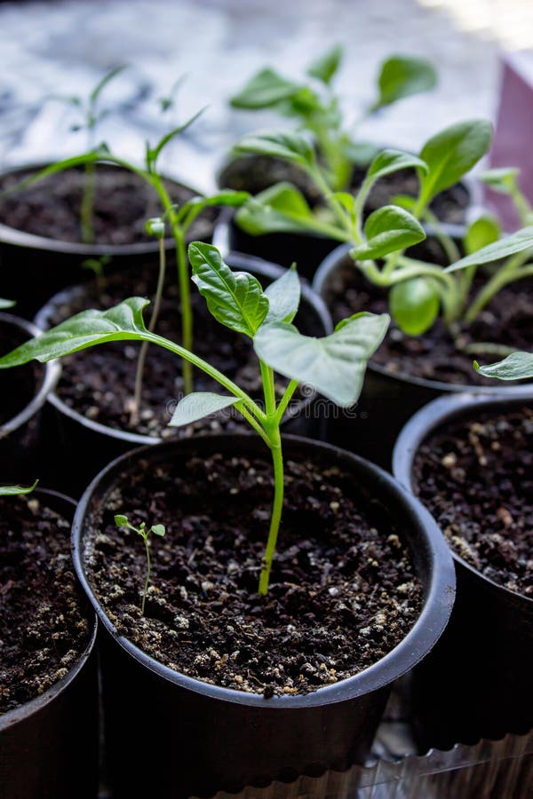 A Group of Seedlings Growing in Pots on a Windowsill. Seedlings in Pots ...