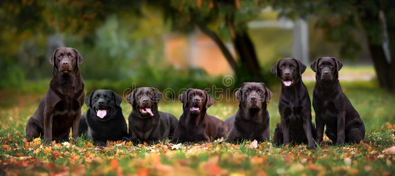 Group of Seven Labrador Dogs Posing in the Park Together Stock Image ...