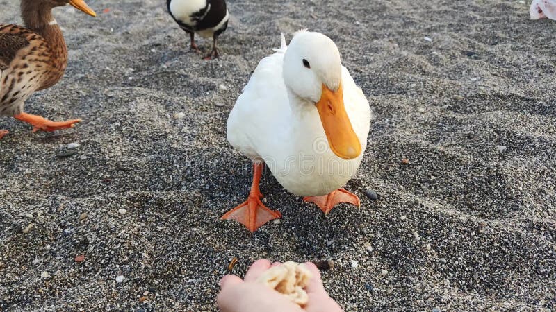 Group of Several Ducks, Feeding from Palm of Woman S Hand. with Each ...