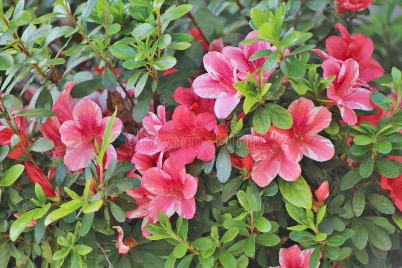 Group of Several Patterns of Blooms on Same Plant Stock Image - Image ...