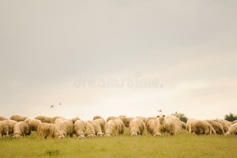 Group of sheep stock photo. Image of animal, mammal - 215686706