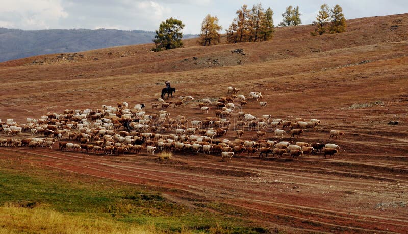 Group Of Sheep Picture. Image: 4182876