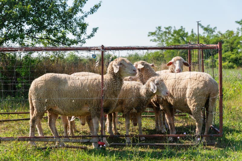 Group of Sheep with Ear Tags in Sheepfold. Sheep Graze on the Grass ...