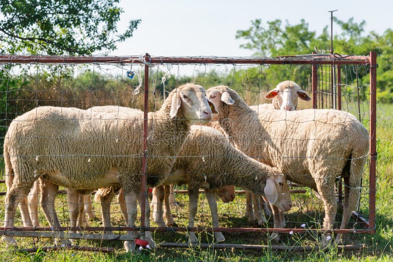 Group of Sheep with Ear Tags in Sheepfold. Sheep Graze on the Grass ...