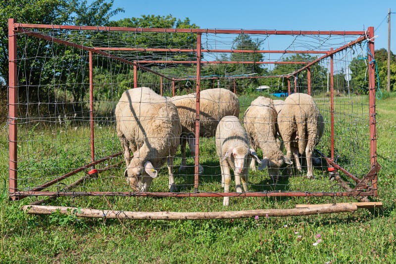 Group of Sheep with Ear Tags in Sheepfold. Sheep Graze on the Grass ...