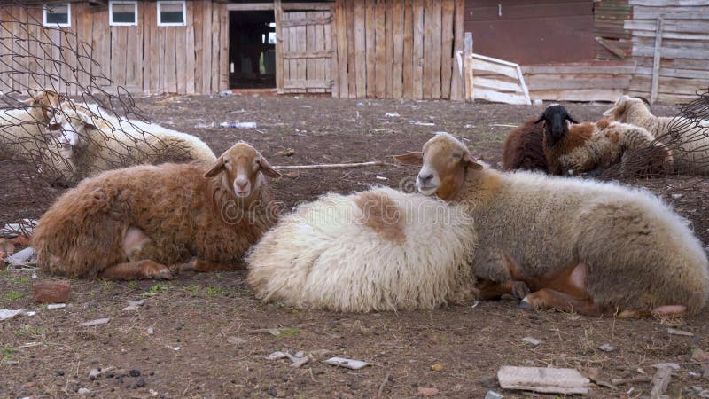 Group of Sheep Grazing on a Dry Meadow during Daytime Stock Footage ...