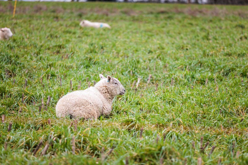Group of Sheep in Farm Meadow, Outdoor England Stock Photo - Image of ...