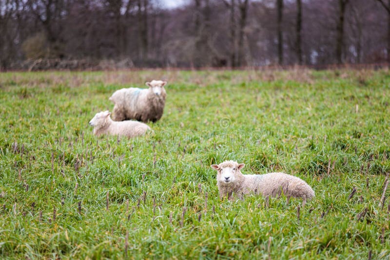 Group of Sheep in Farm Meadow, Outdoor England Stock Photo - Image of ...