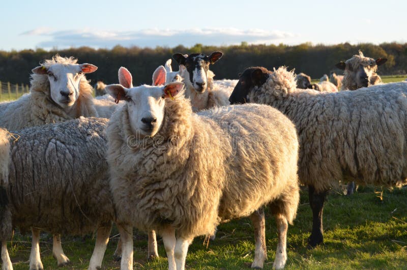 Group Of Sheep At The Field Picture. Image: 104512785