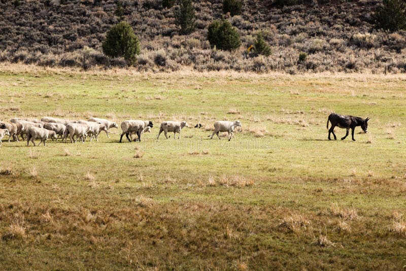 A Group of Sheep Following a Donkey As the Leader Stock Image - Image ...