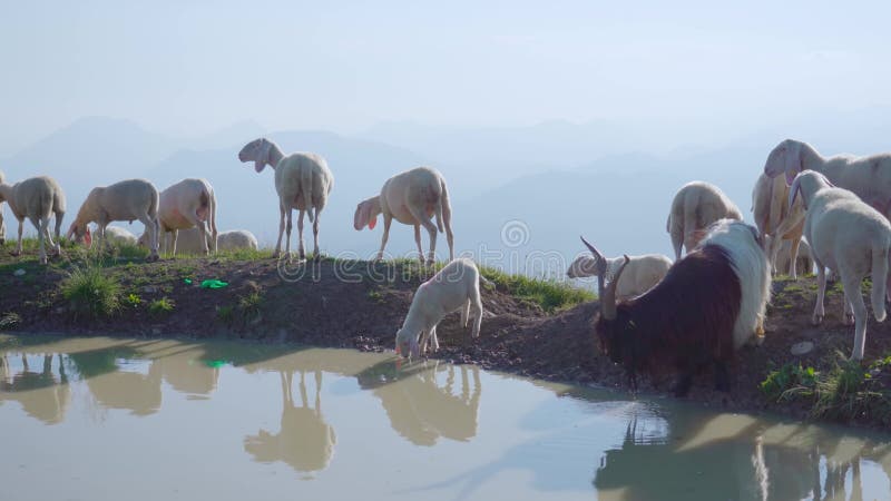 Sheep in Front of a Puddle in the Mountains Stock Footage - Video of ...