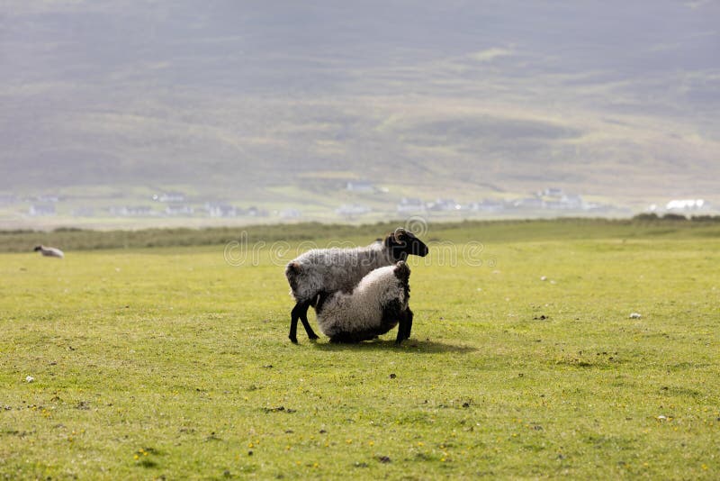 Sheep in Ireland stock photo. Image of countryside, grazing - 101582062