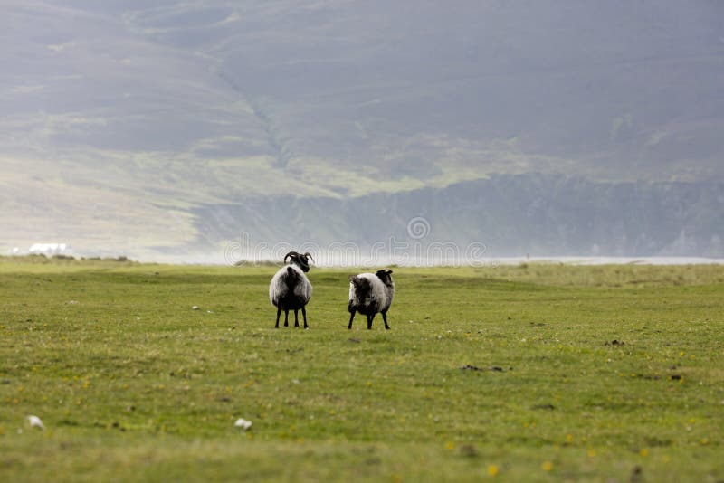 Sheep in Ireland stock image. Image of farm, group, garden - 101026451