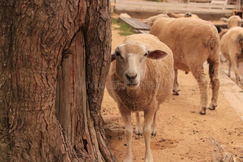 Group of Sheep Grazing Near a Large Tree in a Rural Outdoor Setting ...