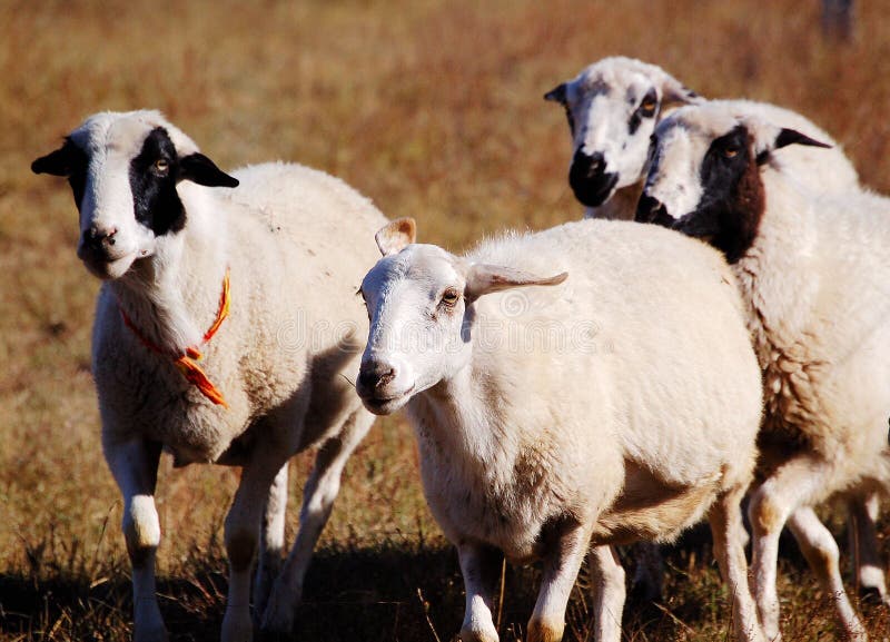 A Group of sheep stock photo. Image of grassland, goat - 114288916