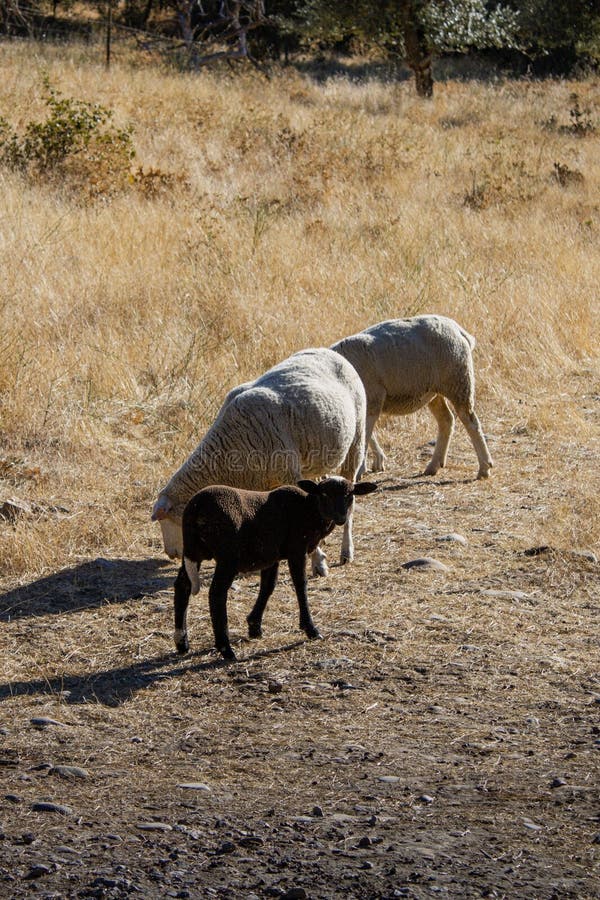 Group of Sheep on a Hill Near Green Trees Stock Image - Image of ...