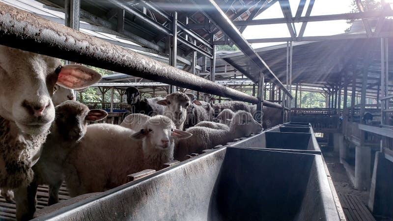 Group of Sheep Inside an Industrial Farm Stock Photo - Image of ...