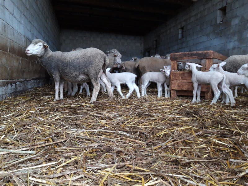 Group of Sheep and Lambs in the Stable. Farm Scene in the Countryside ...