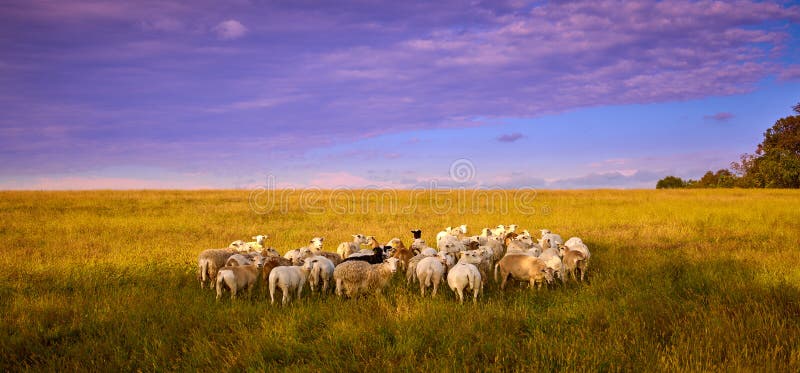 Group of Sheep in a Open Field Stock Photo - Image of meadow ...