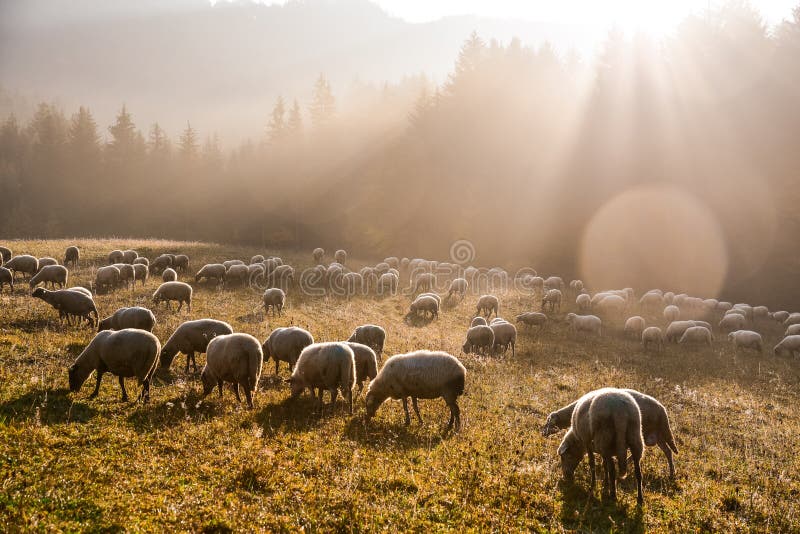 Group of Sheep on Pasture in Beautiful Morning Light Stock Image ...