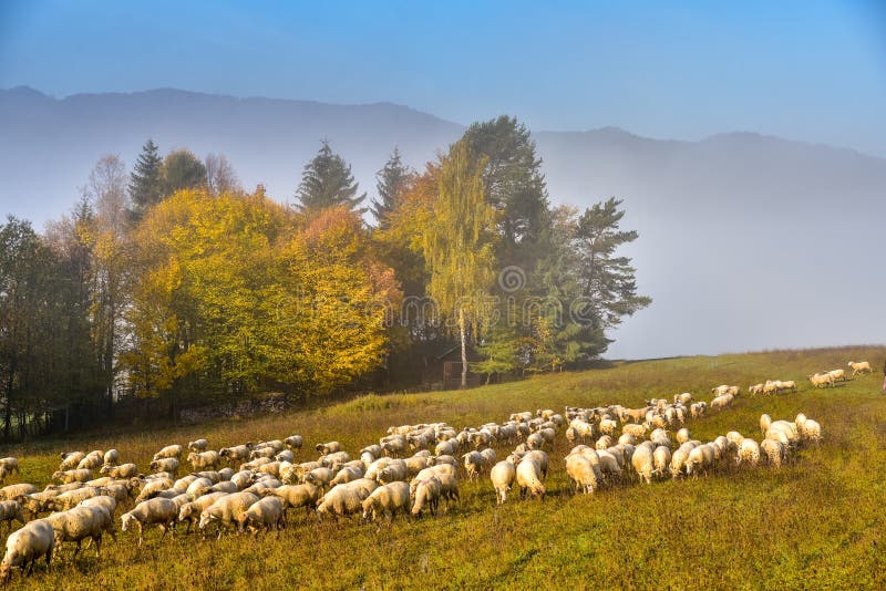 Group of Sheep on Pasture in Beautiful Morning Light Stock Image ...