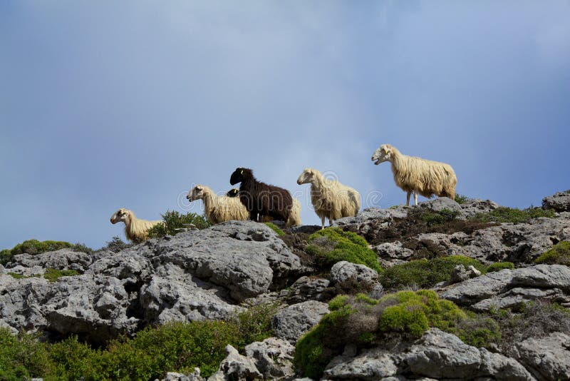 A Group of Sheep and Rams in the Open Air, in the Mountains on the ...
