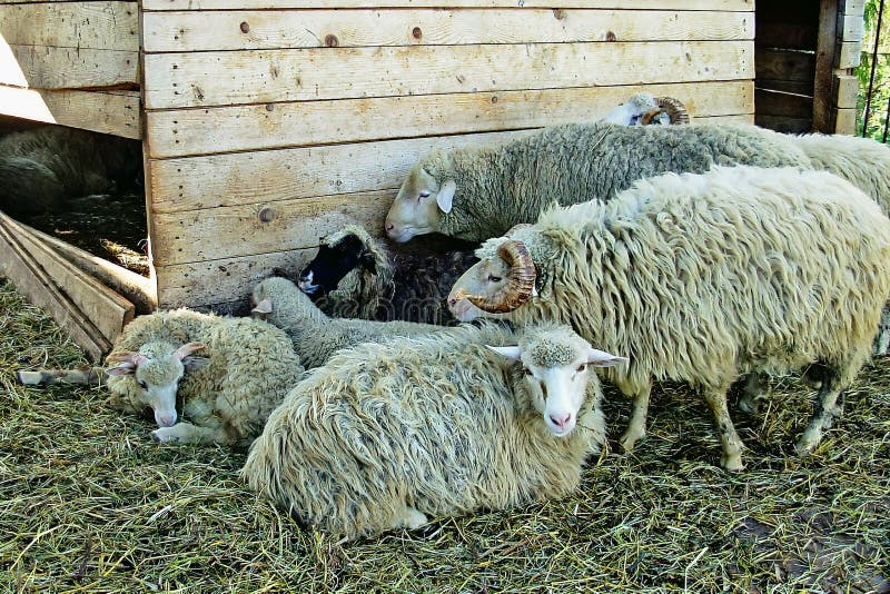 Group of sheep stock image. Image of group, mutton, domesticated - 52630249
