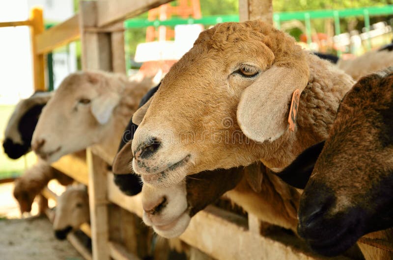 Group of sheep stock photo. Image of ready, paddock, sheep - 66589554