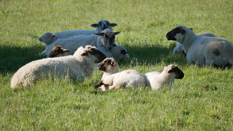A Group of Sheep Rest at the Shade Area Stock Footage - Video of animal ...