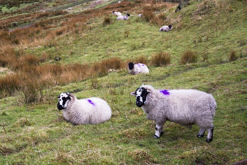 Farm Sheep on Saddleworth Pennine Hills in Manchester Stock Photo ...