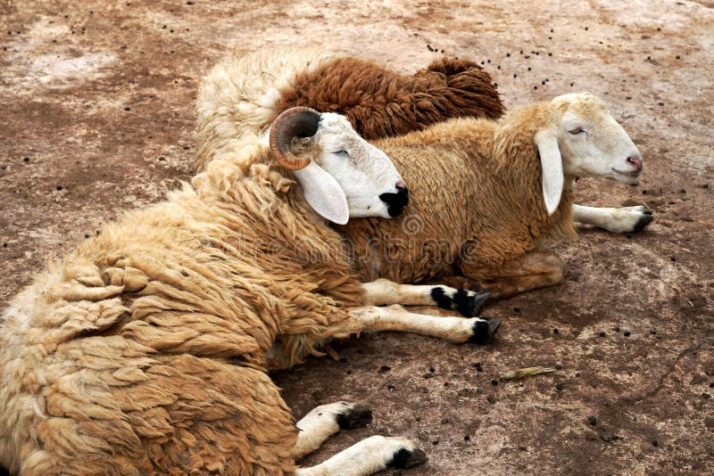 Group of Sheep Sleeping on the Floor Stock Photo - Image of landscape ...
