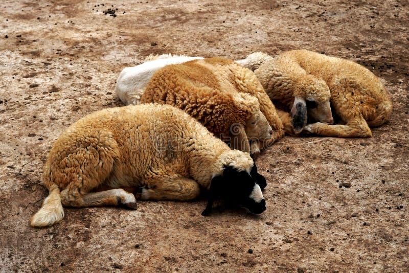 Group of Sheep Sleeping on the Floor Stock Image - Image of countryside ...