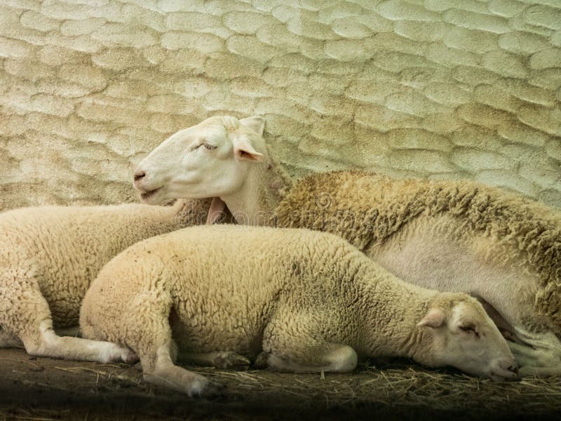Sheep sleeping by wall stock image. Image of nature, agriculture - 84949445
