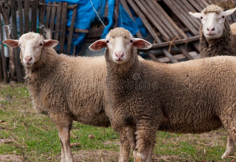 Angry sheep stock photo. Image of australia, gaze, lamb - 33856286
