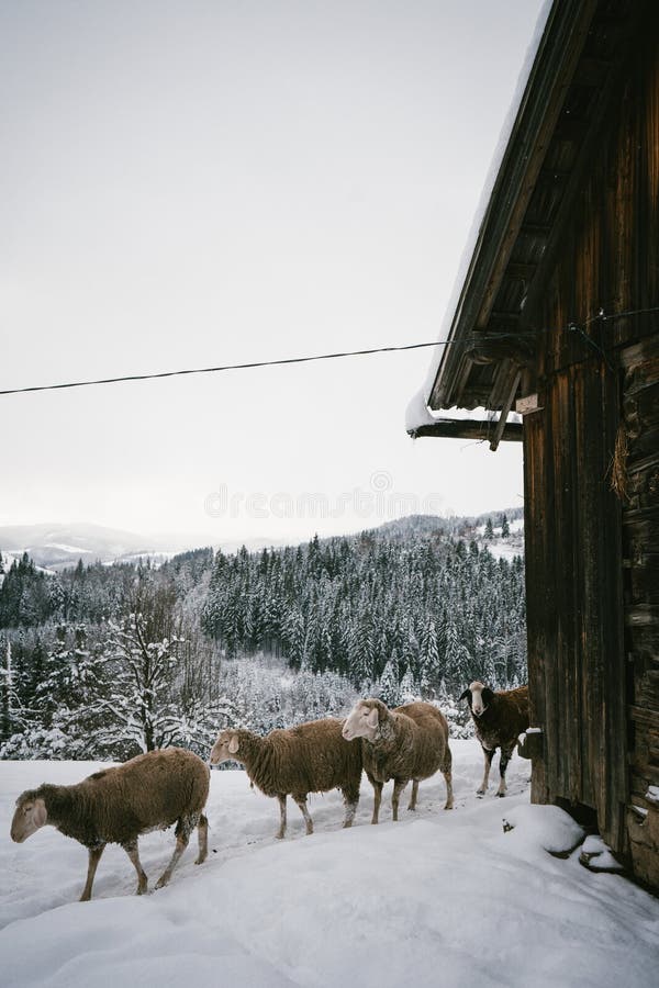 Group of Sheep in Snowy stock image. Image of scenic - 343907429