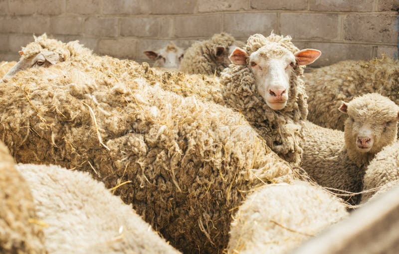 A Group of Sheep is Standing in a Barn. Farming, Sheep Breeding Stock ...