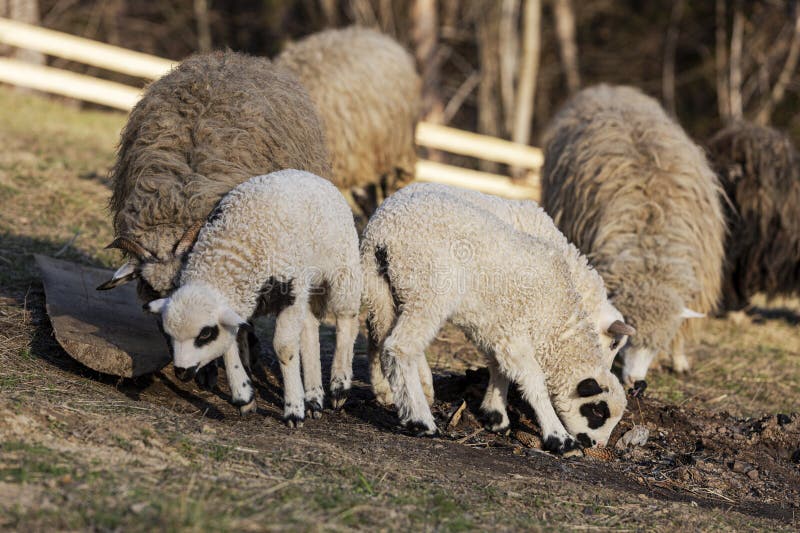 A Group of Sheep are Standing in a Field and One Has a Black Spot Stock ...