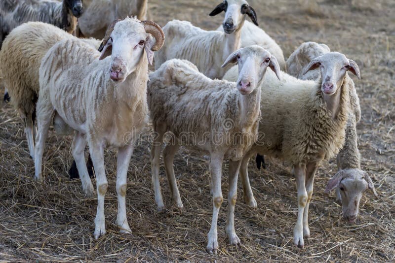 Group of Sheep Standing Together Stock Image - Image of maternal, flock ...