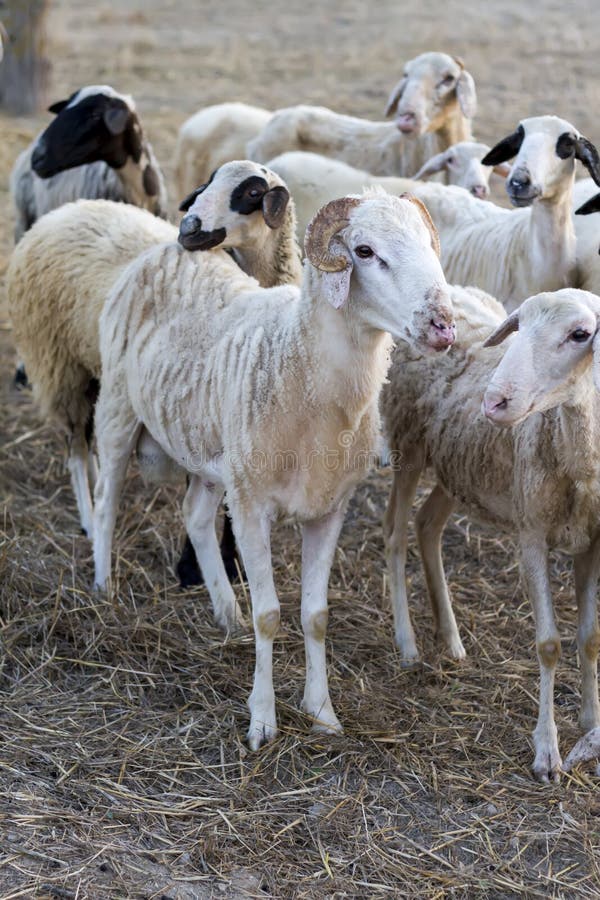 Group of Sheep Standing Together Stock Image - Image of meat, cute ...