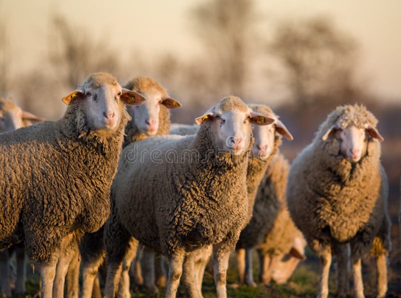 Sheep herd on farm stock photo. Image of farm, natural - 108751606